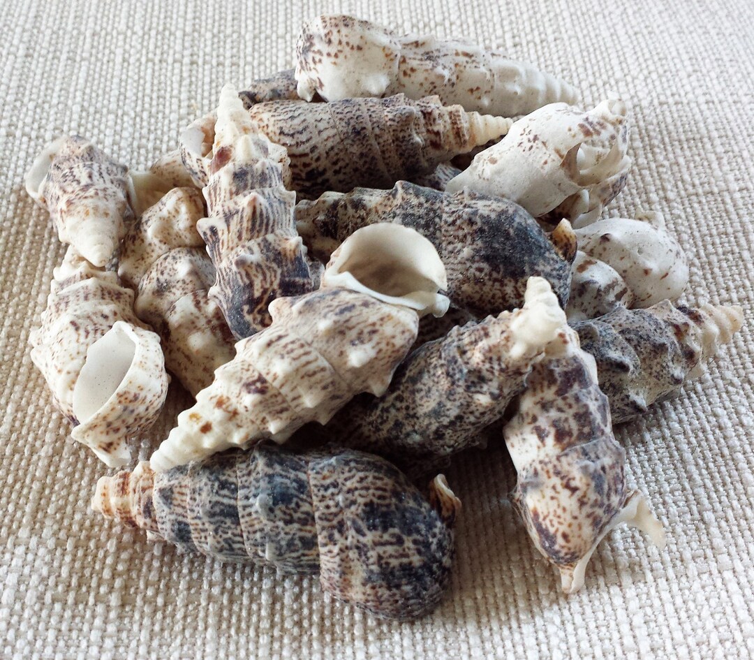 Sea Shells, Shells, Seashells, Beach Decor, Craft Shell, Nautical Decor ...