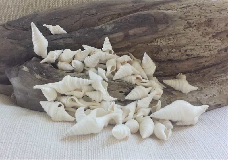 Beach Decor Seashells Shells Bulk Shells Craft Shells - Etsy