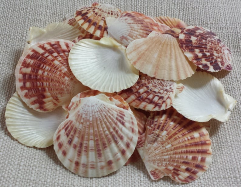 Scallop Shell Small Shells Craft Shells Beach Decor | Etsy