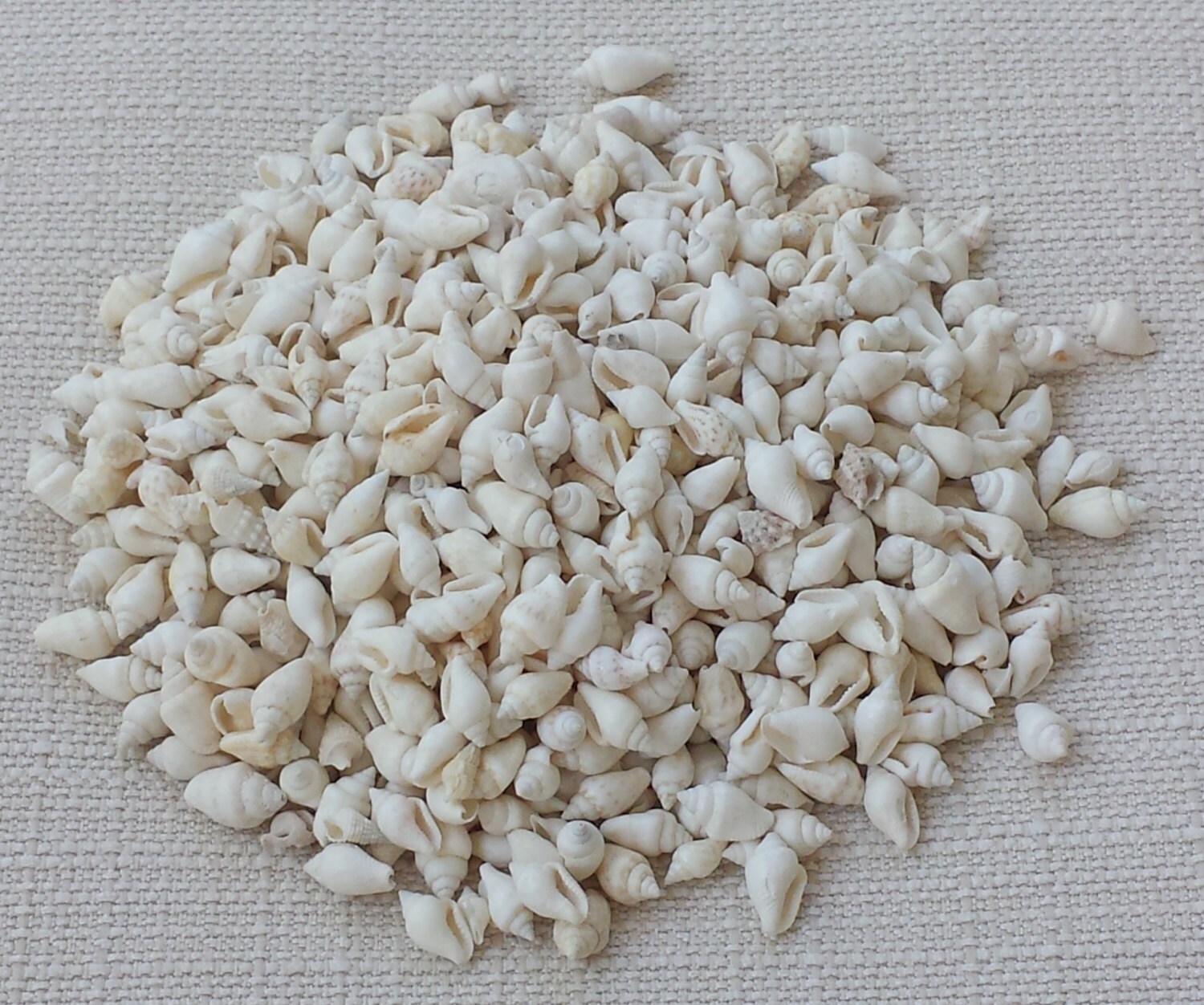 Tiny Shells Beach Decor Seashells Shells Craft Shells - Etsy