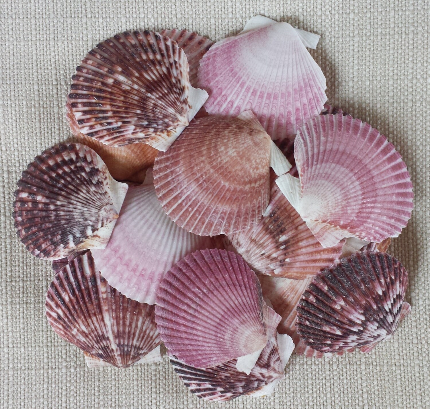 Small Shells Craft Shells Beach Decor Seashells Shells | Etsy