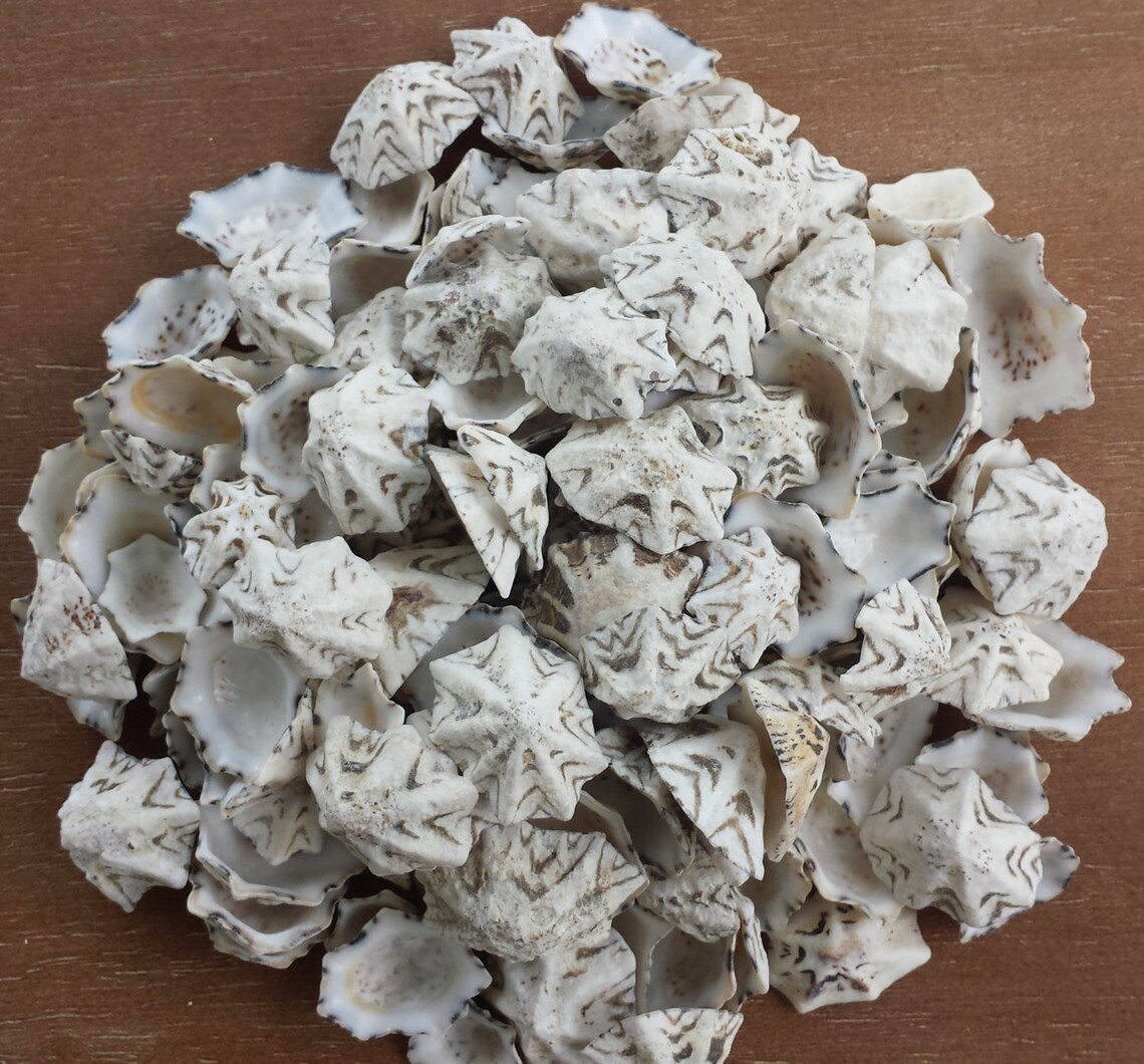 Limpet Shells Tiny Shells Beach Decor Seashells Shells - Etsy