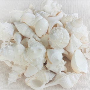 Beach Decor, White Shells, Shells, Seashells, Sea Shells Bulk, White ...