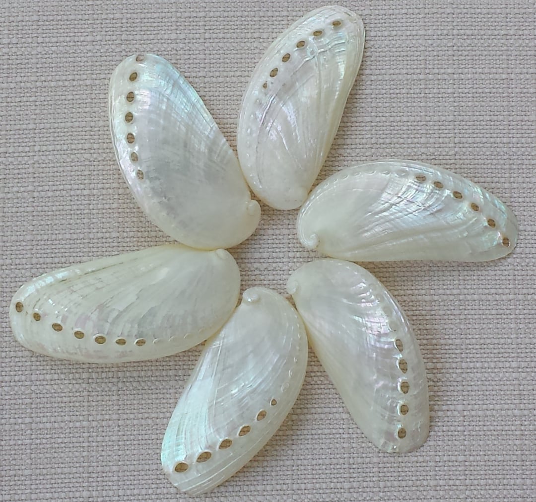 Pearl Abalone, Abalone Shells, Beach Decor, Seashells, Shells, Craft ...