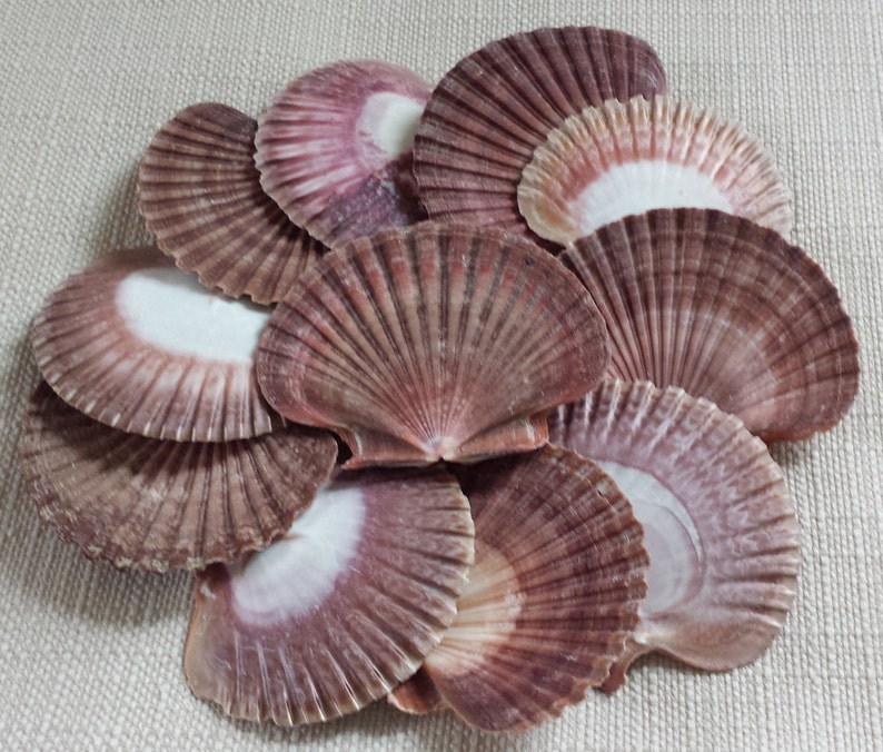 Beach Decor Mexican Flat Scallop Shell Scallop Shells | Etsy