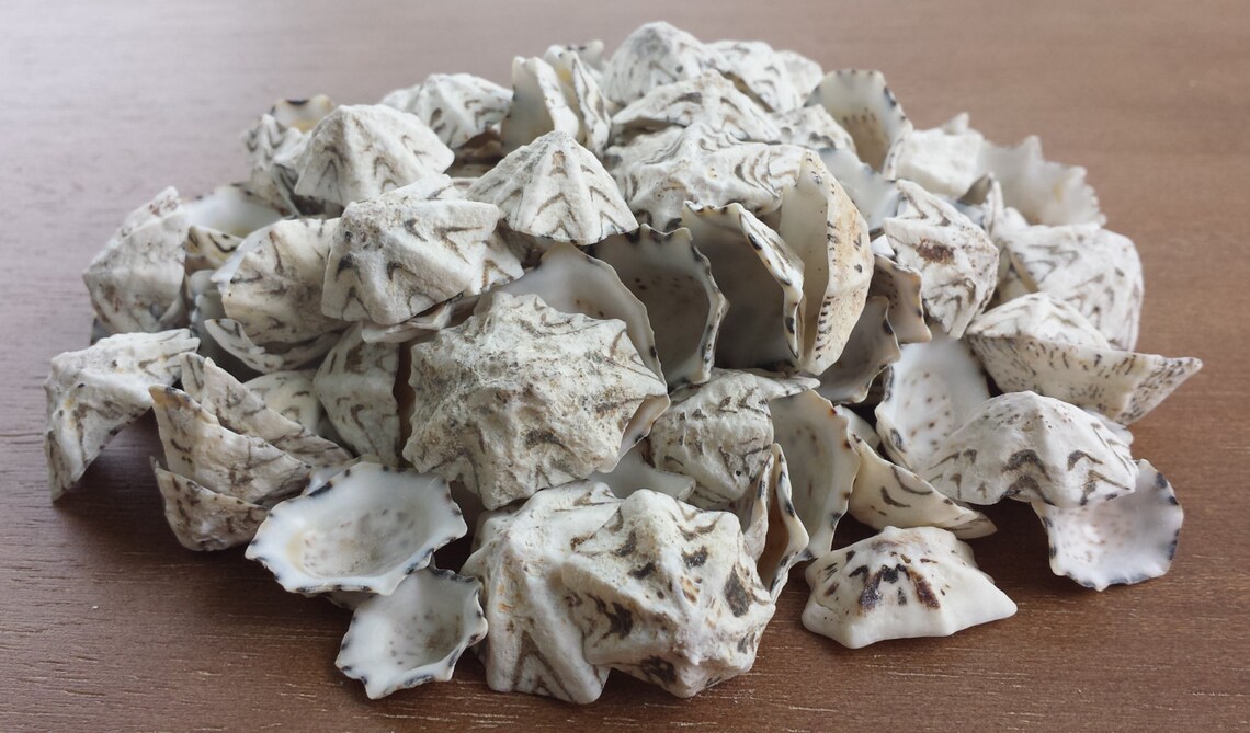 Limpet Shells Tiny Shells Beach Decor Seashells Shells - Etsy