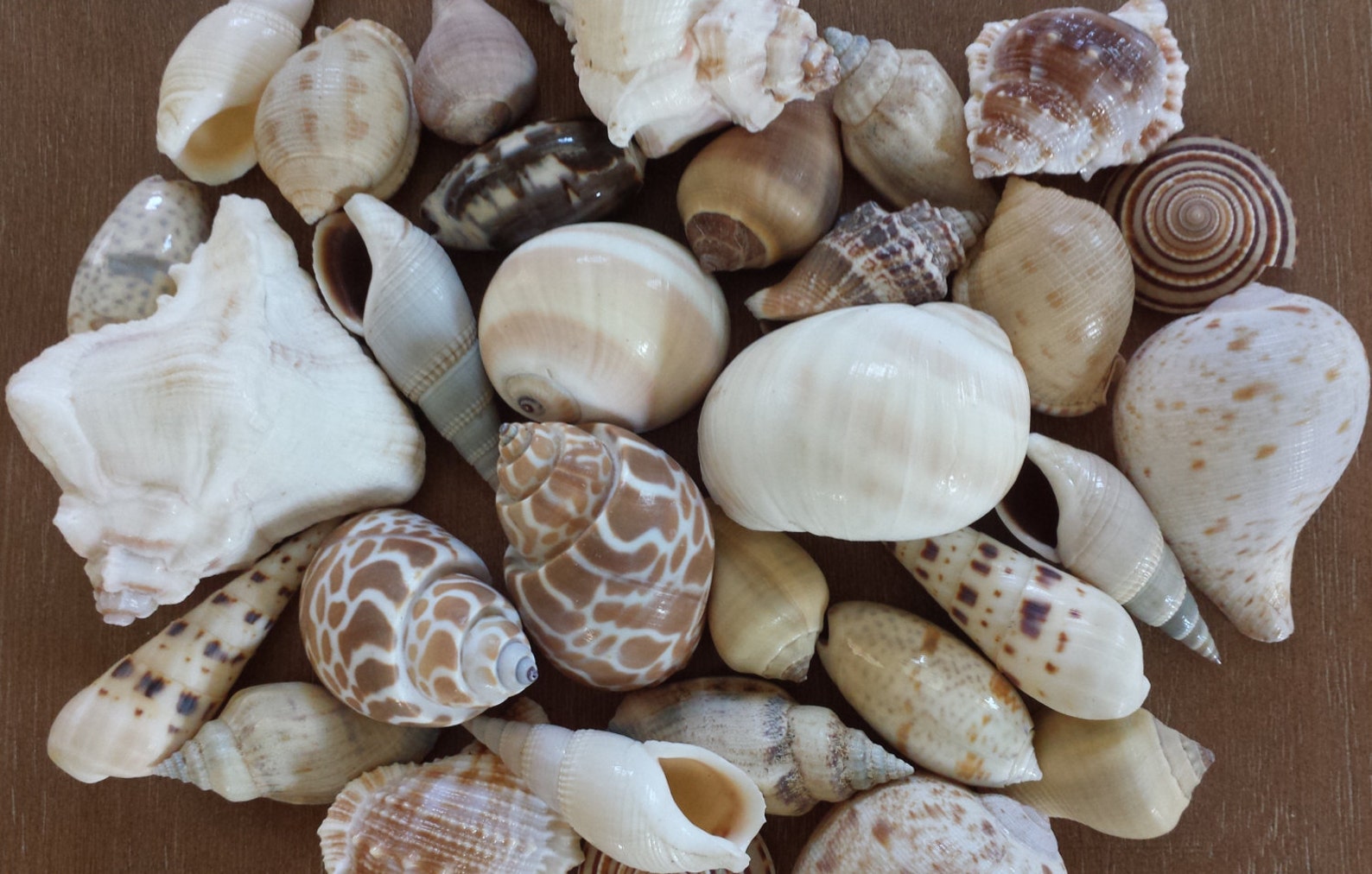Brown Shell Mix 20 Seashell Mix Beach Decor Seashells | Etsy