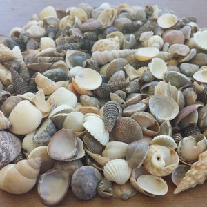 Craft Shells, Sea Shells, Tiny Shells, Small Shells, Beach Decor ...
