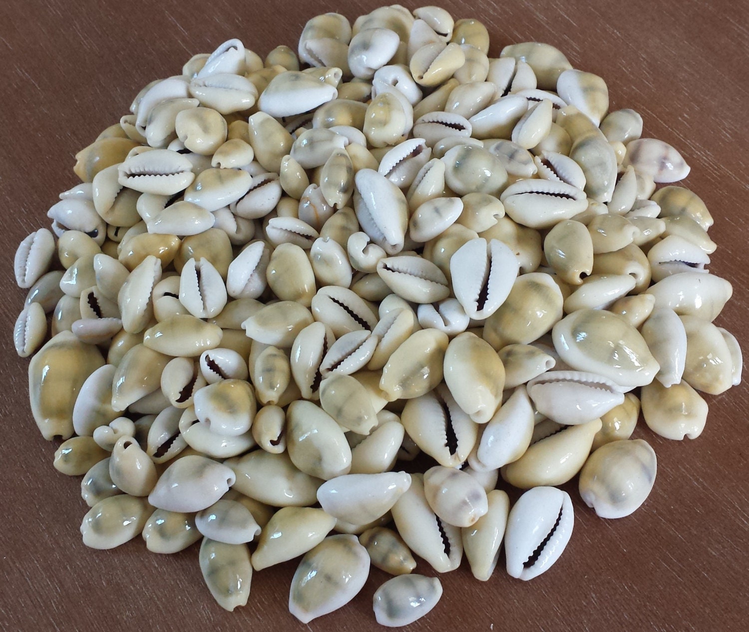 Small Shells Tiny Shells Beach Decor Seashells Shells - Etsy