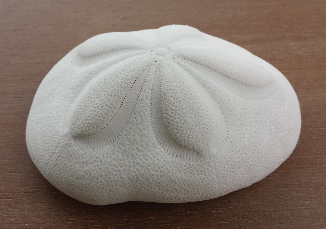 Specimen Seashell, Specimen Shell, Sea Biscuit, Beach Decor, Sea Cookie ...