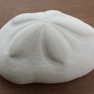 Specimen Seashell, Specimen Shell, Sea Biscuit, Beach Decor, Sea Cookie ...