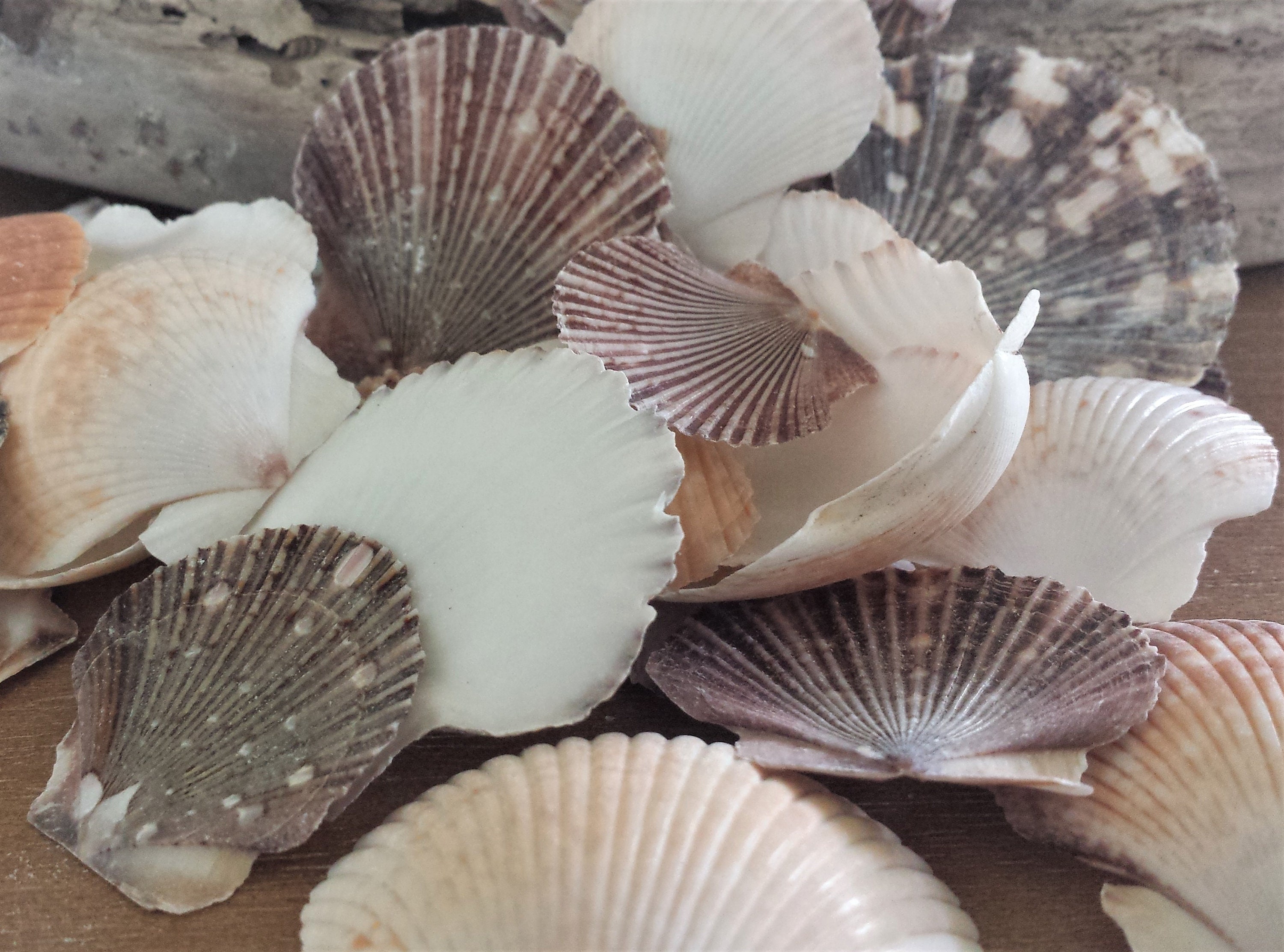 Small Shells Bulk Shells Craft Shells Beach Decor | Etsy