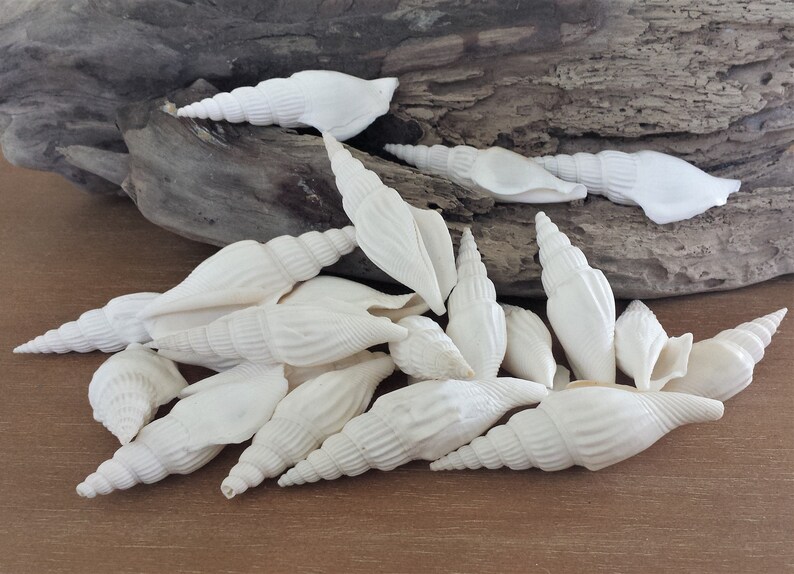 White Shells Seashells Shells Craft Shells Bulk Shells - Etsy