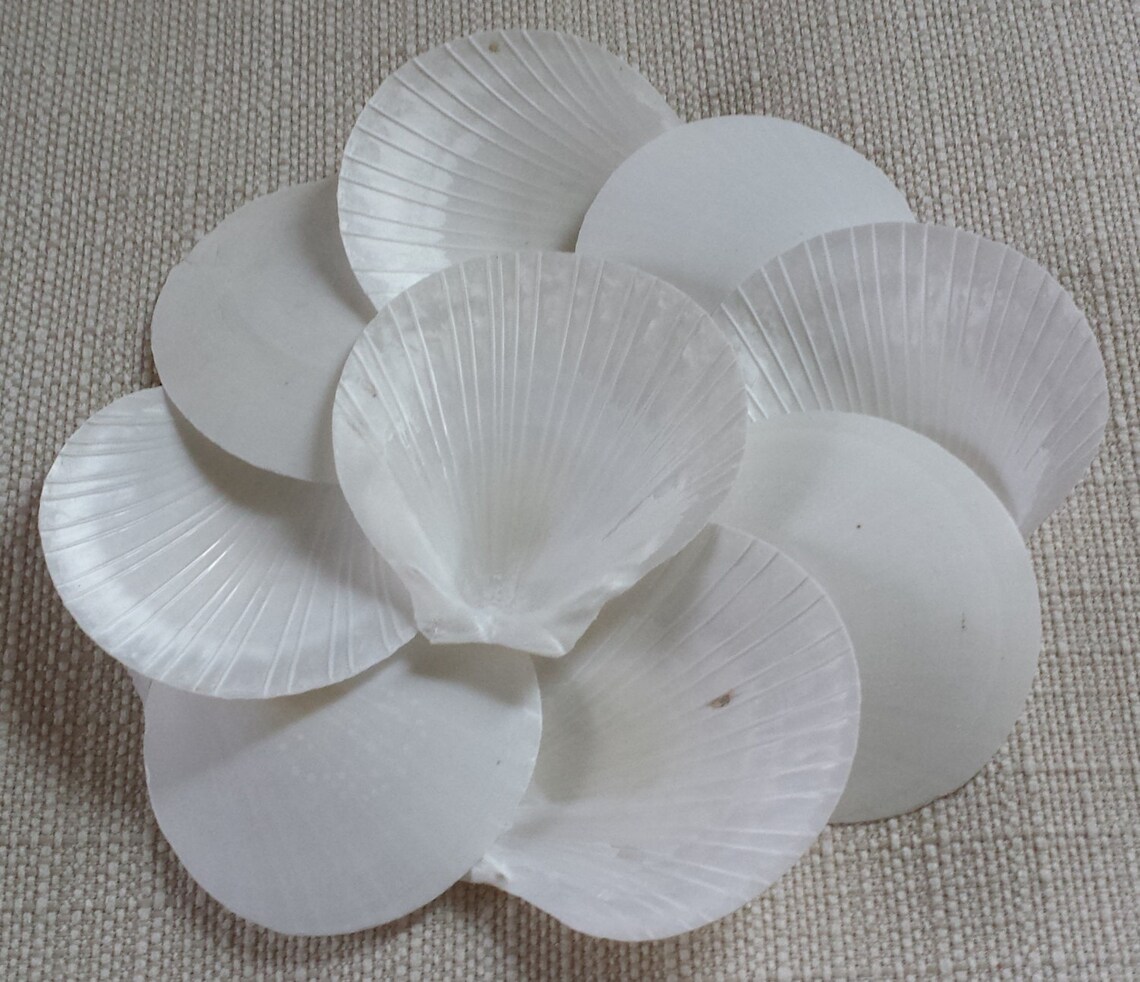 Beach Decor Sun Shell Scallop Shells Craft Shells - Etsy