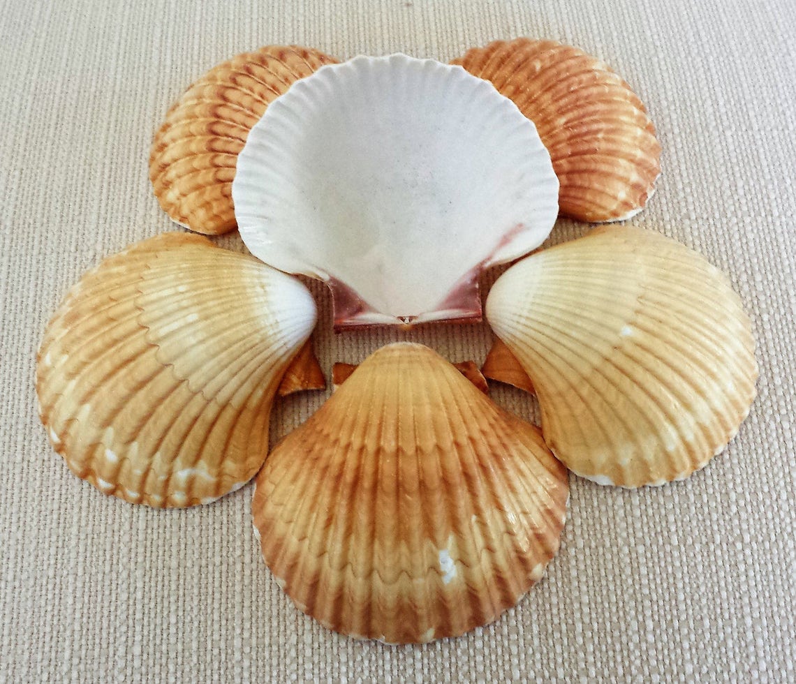 Conchas de vieiras Conchas mexicanas de vieira profunda | Etsy