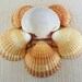Scallop Shells, Mexican Deep Scallop Shells, Sea Shells, Beach Decor ...