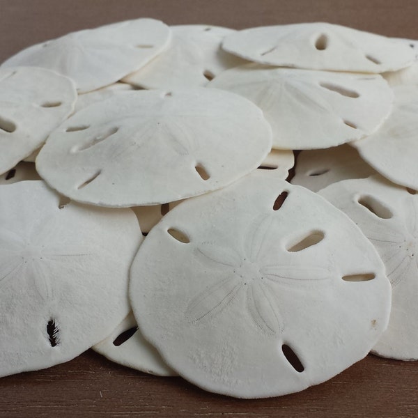 Small Sand Dollar - Etsy