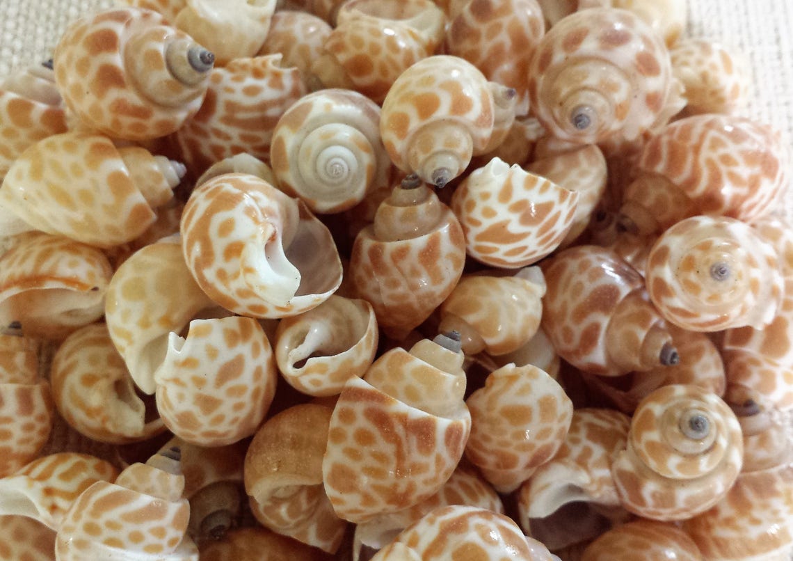 Seashells Shells Craft Shells Bulk Shells Small Shells - Etsy