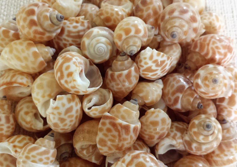 Seashells Shells Craft Shells Bulk Shells Small Shells - Etsy