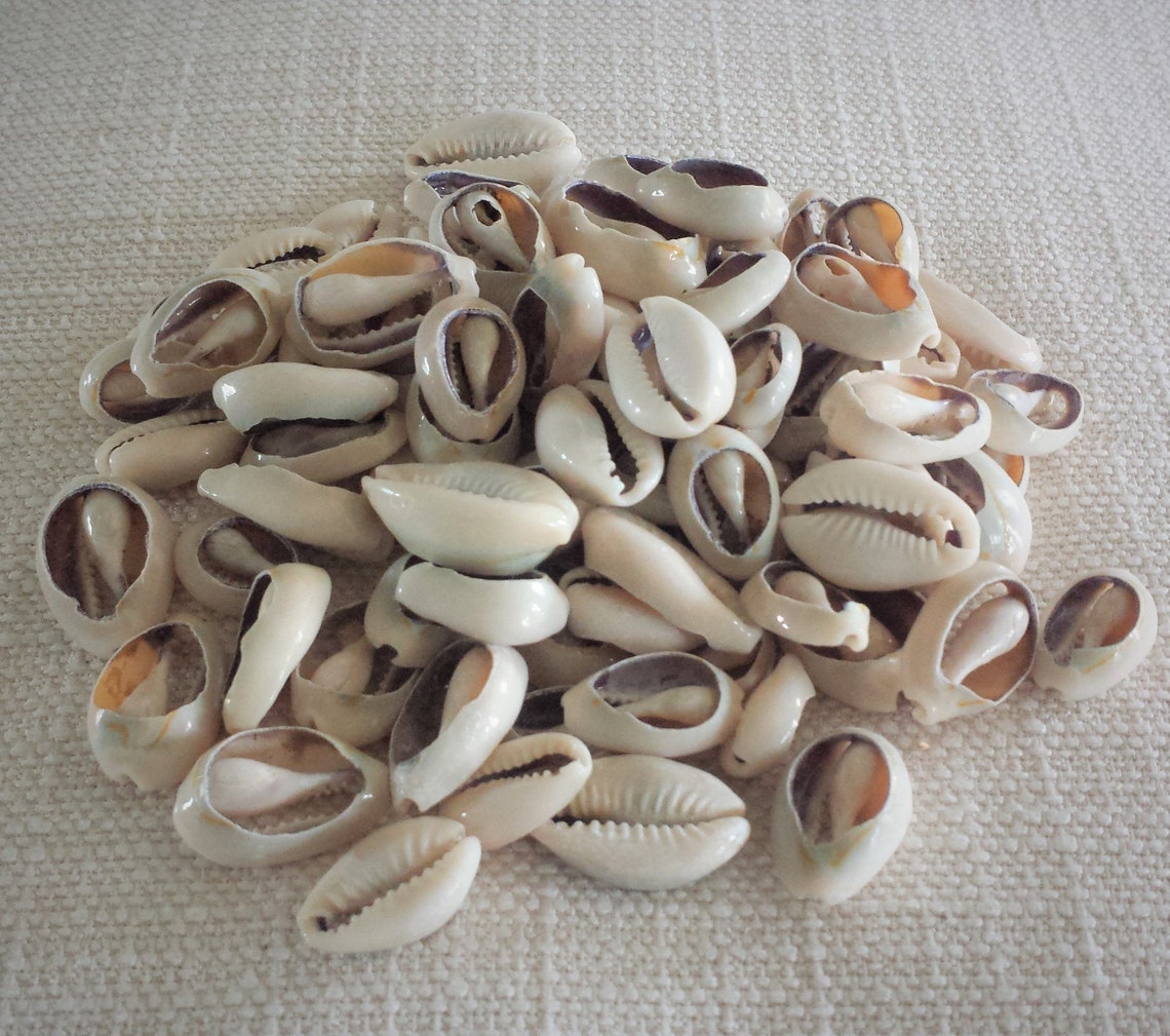 Cowrie Shells 100 Cowrie Beads Shell Beads Cut Shells - Etsy