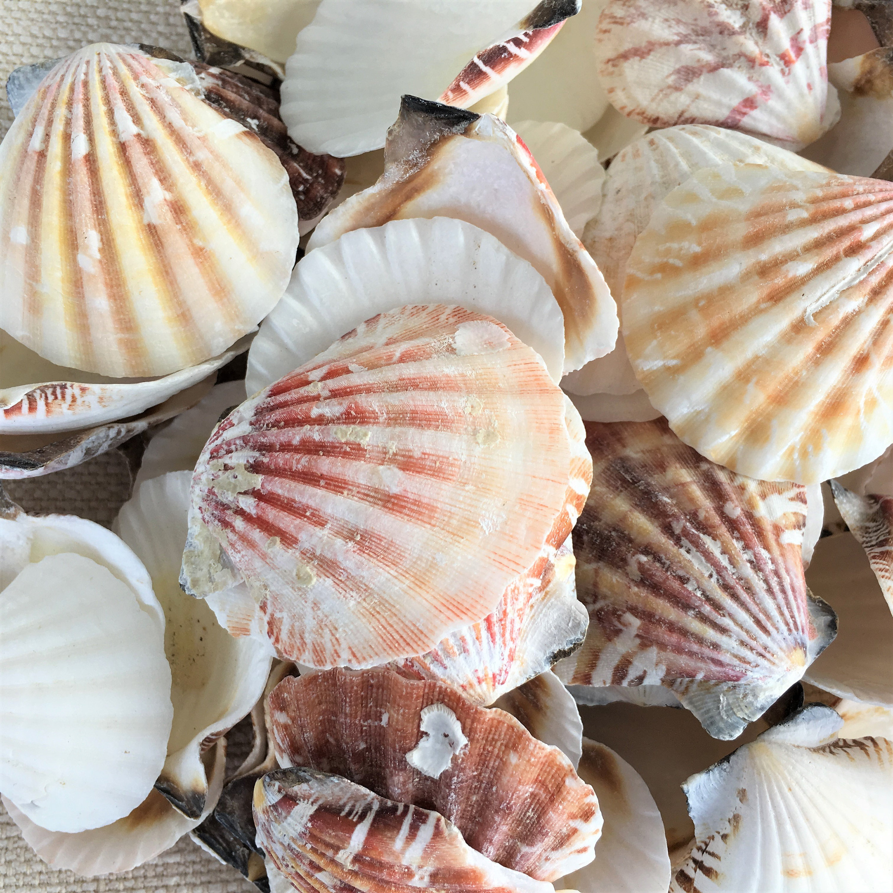 Conchas de vieira Conchas artesanales Decoración de playa | Etsy