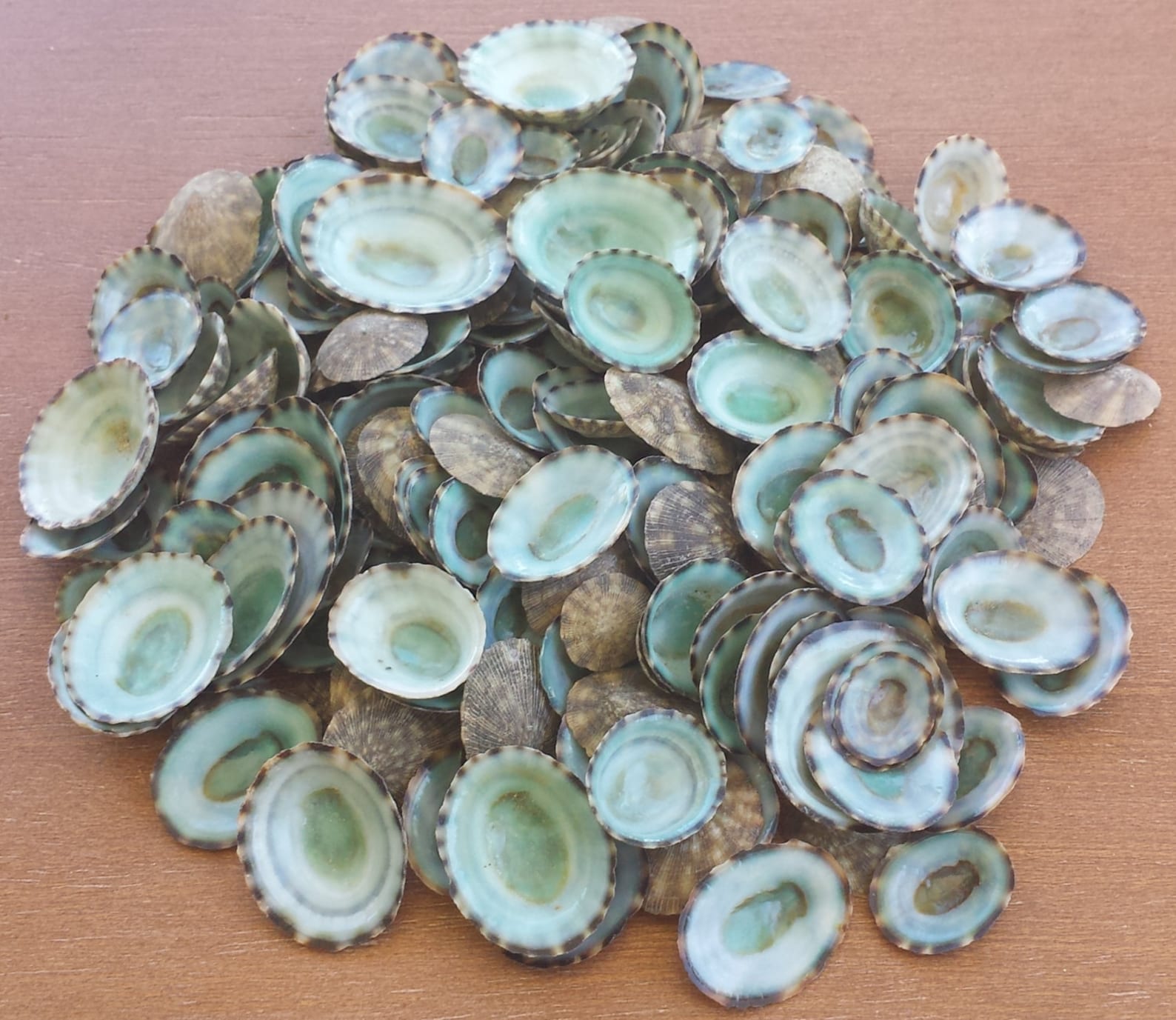 Green Limpet Shells Beach Decor Seashells Shells Craft - Etsy