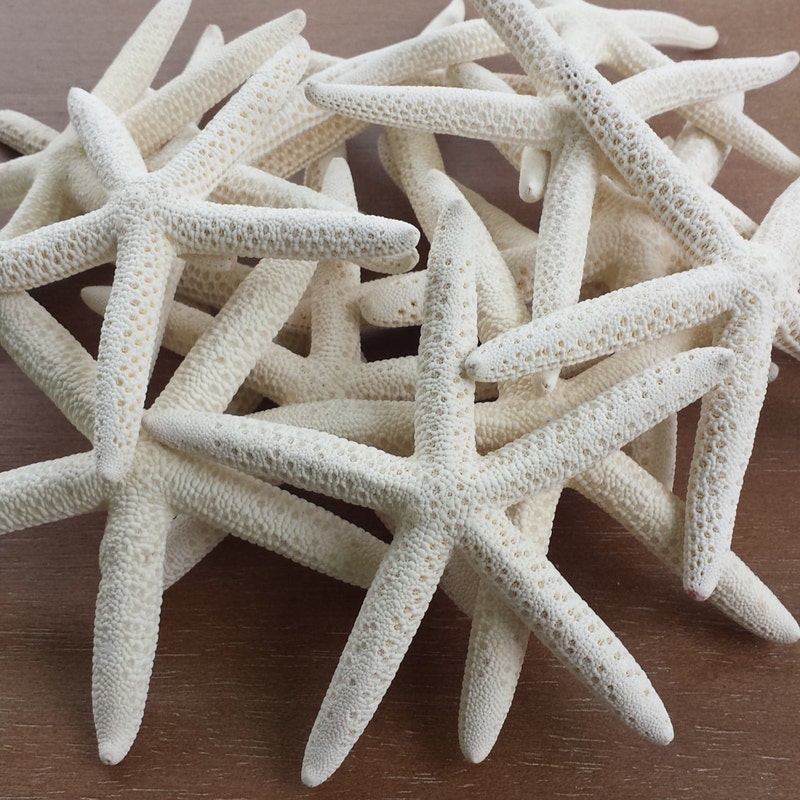 Starfish Decor - Etsy
