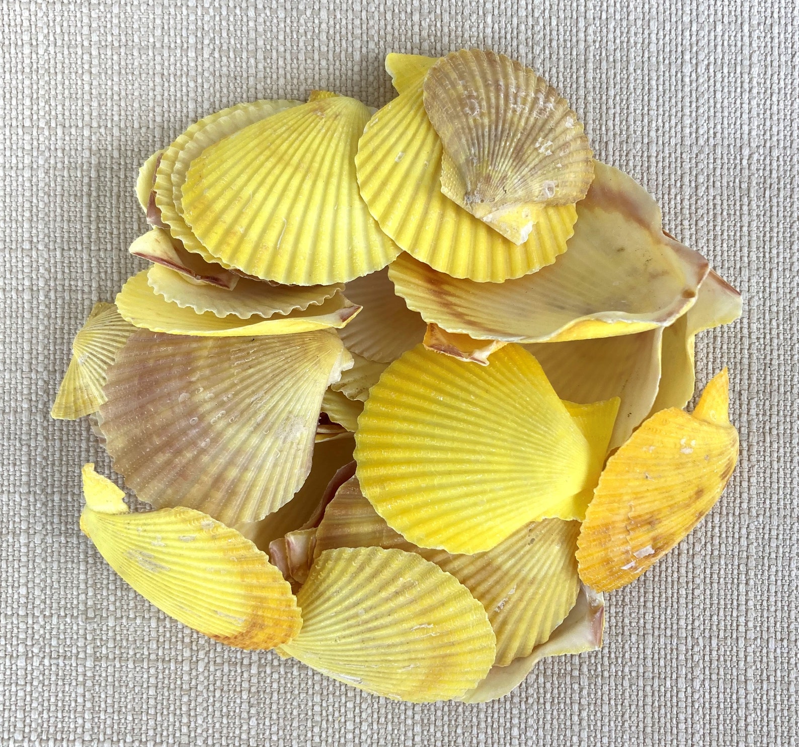 Scallop Shells Craft Shells Beach Decor Seashells Shells - Etsy