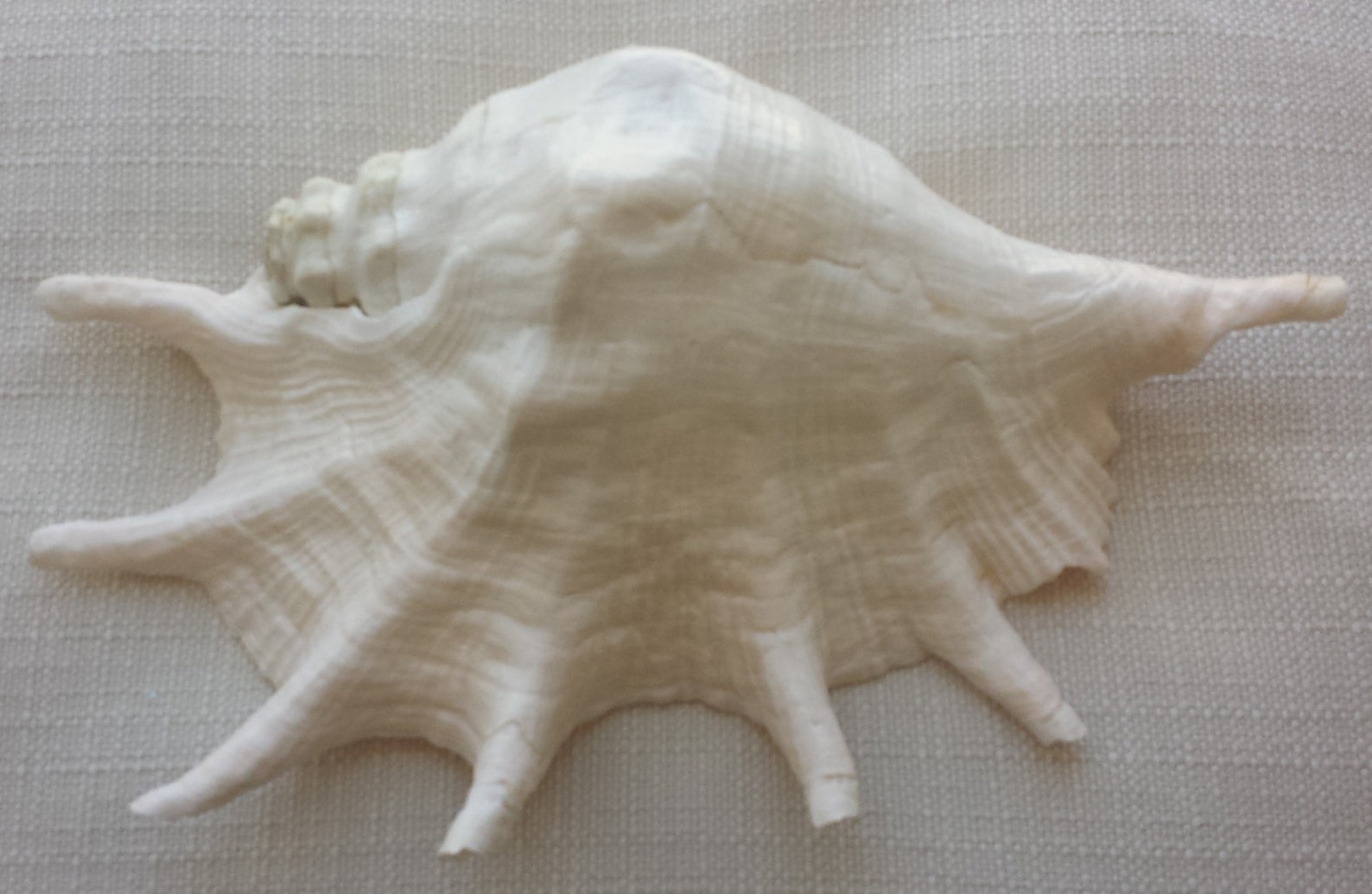 Large Sea Shells Large Shell Giant Spider Conch Shell Sea - Etsy