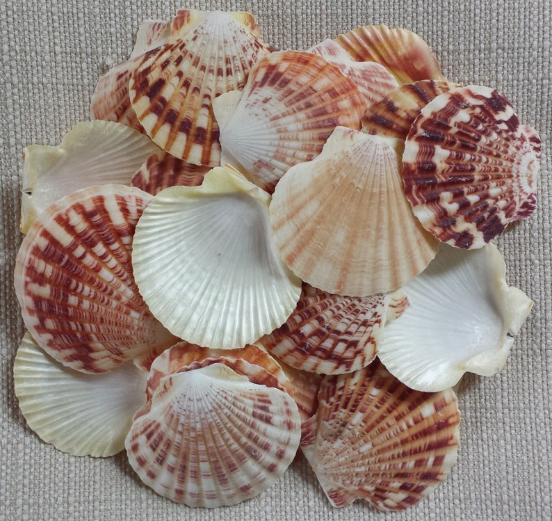 Scallop Shell Small Shells Craft Shells Beach Decor | Etsy