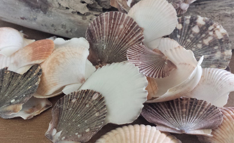 Small Shells, Bulk Shells, Craft Shells, Beach Decor, Seashells, Shells ...