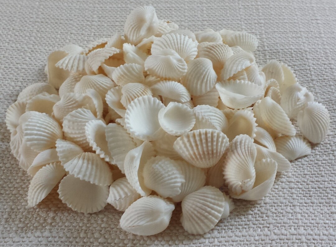 Beach Decor, Small Shells, White Shells, Seashells, Shells, Craft ...
