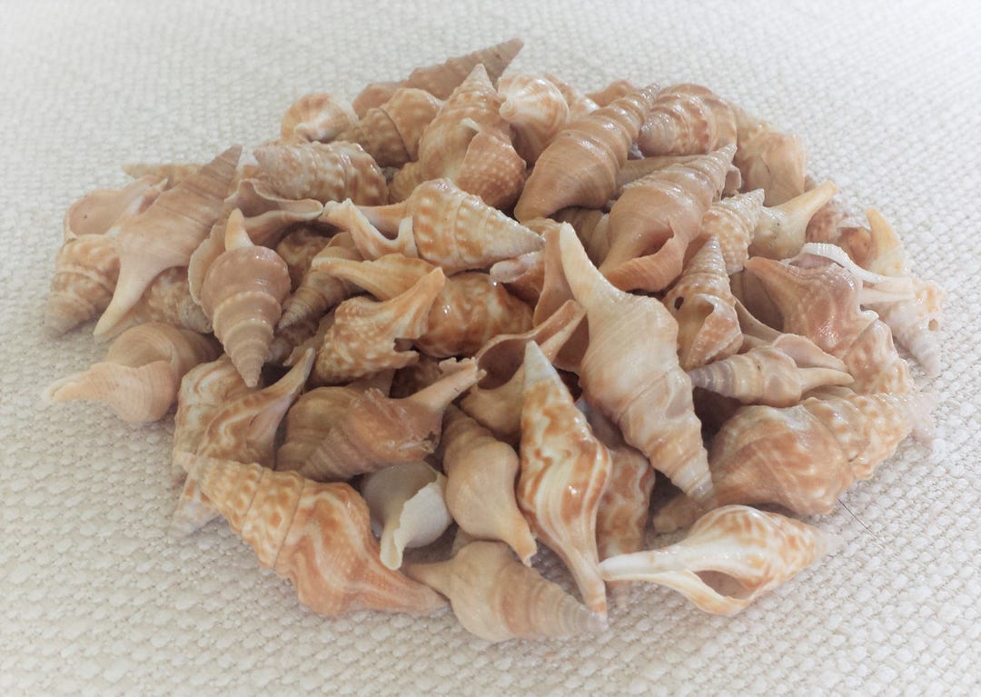 Beach Decor, Seashells, Shells, Bulk Shells, Craft Shells, Tiny Shells ...
