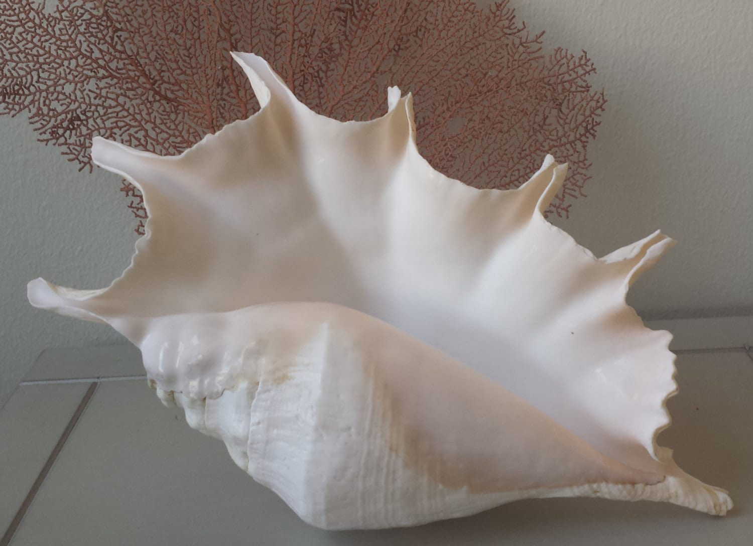 Large Sea Shells Large Shell Giant Spider Conch Shell Sea - Etsy