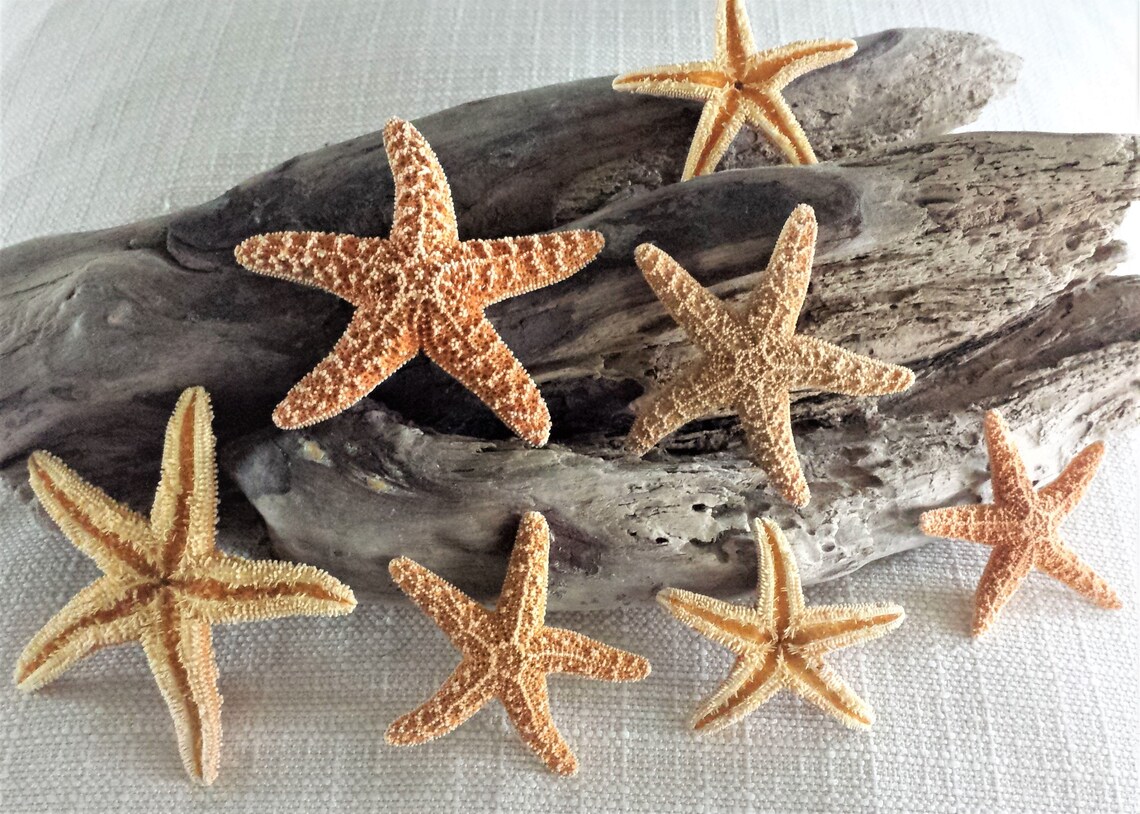 Starfish Finger Starfish Craft Starfish Sugar Starfish - Etsy