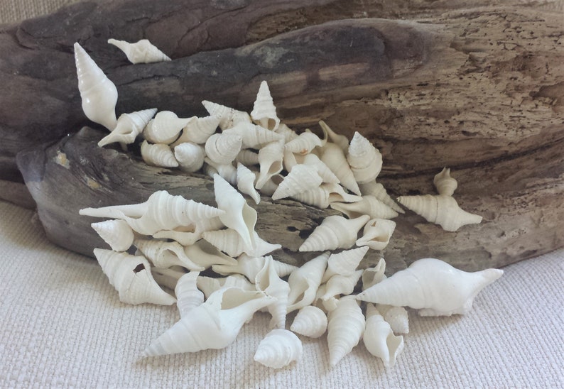 Beach Decor Seashells Shells Bulk Shells Craft Shells - Etsy