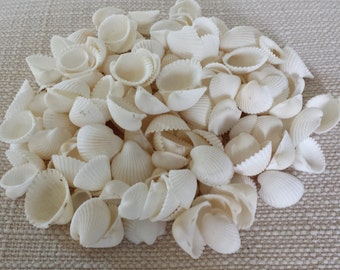 Clam Shells 200, White Clam Shells, Tiny Shells, Small Shells, Beach ...