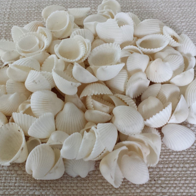 Tiny White Shells - Etsy