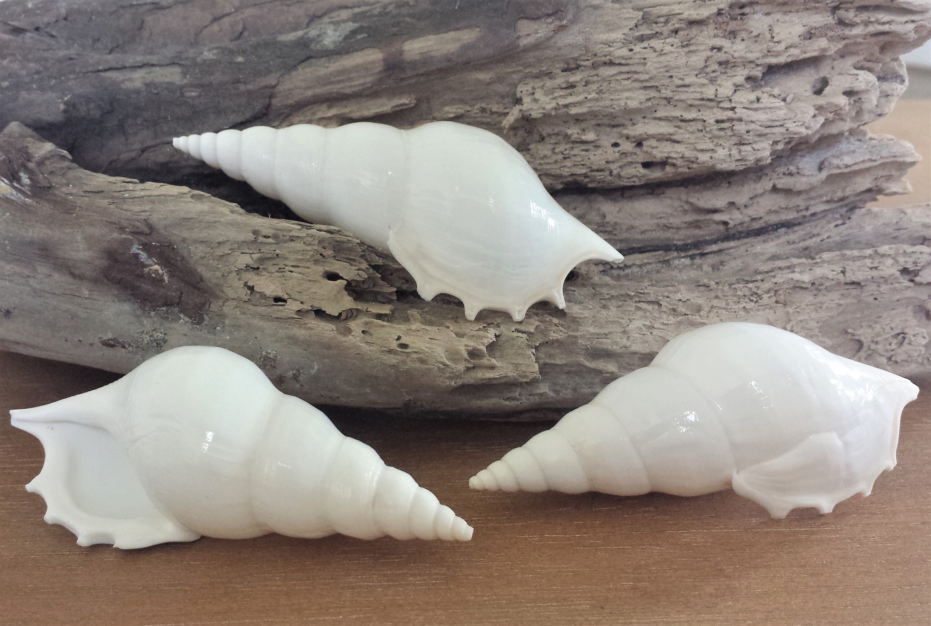 Beach Decor White Shells Seashells Shells Home Decor - Etsy UK