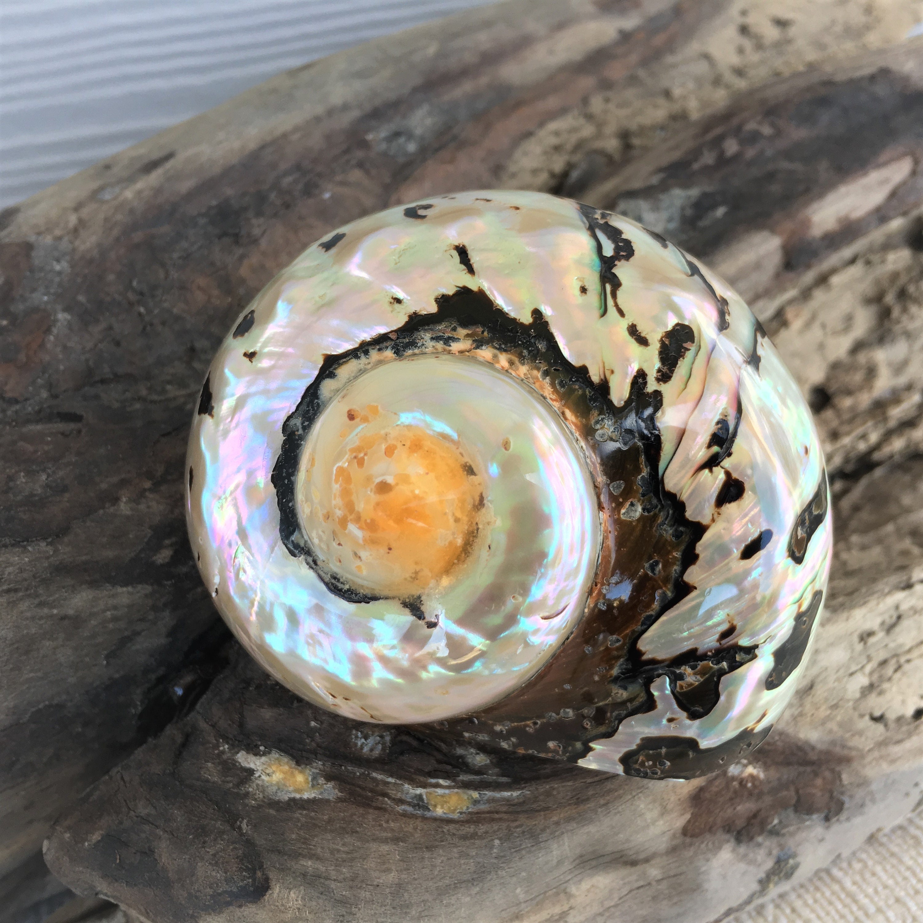 Seashells Shells Beach Decor Hermit Crab Shells Polished | Etsy