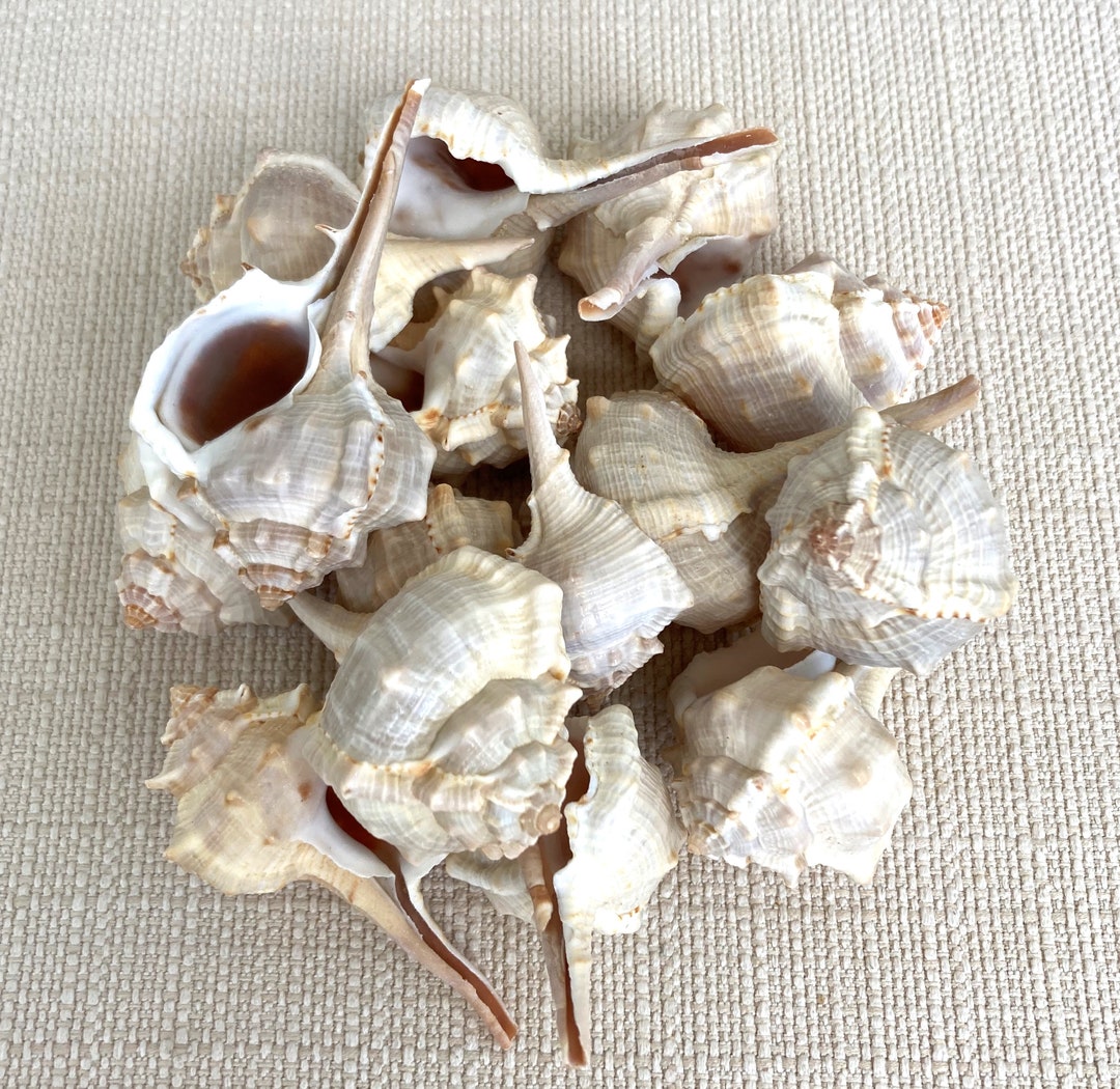 Murex Haustellum Shells: Beach Decor Craft Shells - Etsy