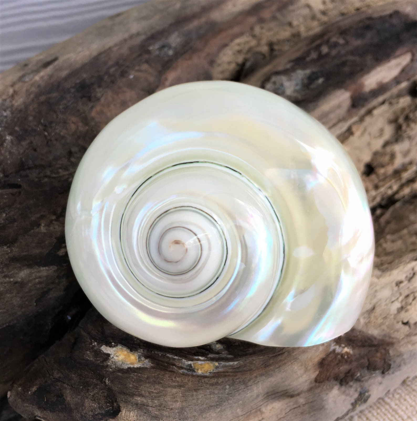 Seashells, Shells, Beach Decor, Hermit Crab Shells, Polished Shells ...