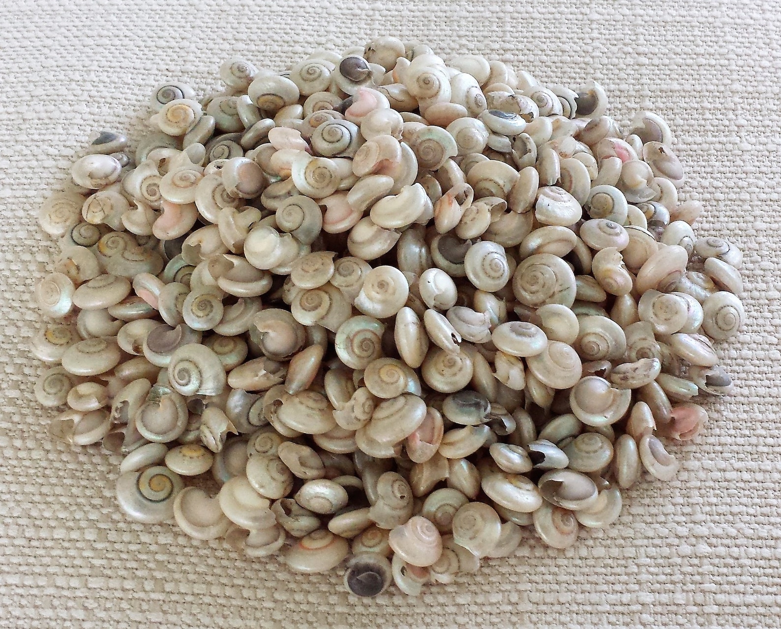 Tiny Shells Small Shells Beach Decor Seashells Shells - Etsy