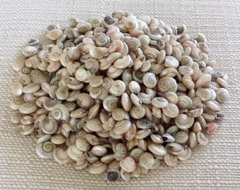 Clam Shells (200+), White Clam Shells, Tiny Shells, Small Shells, Beach Decor, Seashells, Shells ...