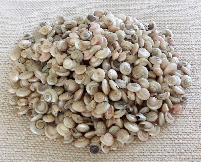 Tiny Shells Small Shells Beach Decor Seashells Shells | Etsy