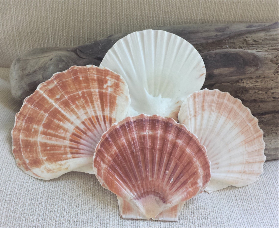 Scallop Shells Beach Decor Seashells Shells Craft Shells - Etsy