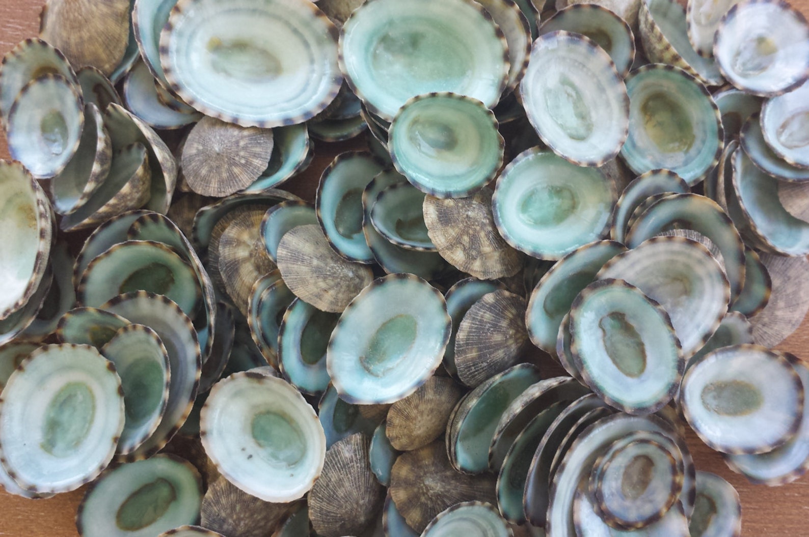 Green Limpet Shells Beach Decor Seashells Shells Craft - Etsy