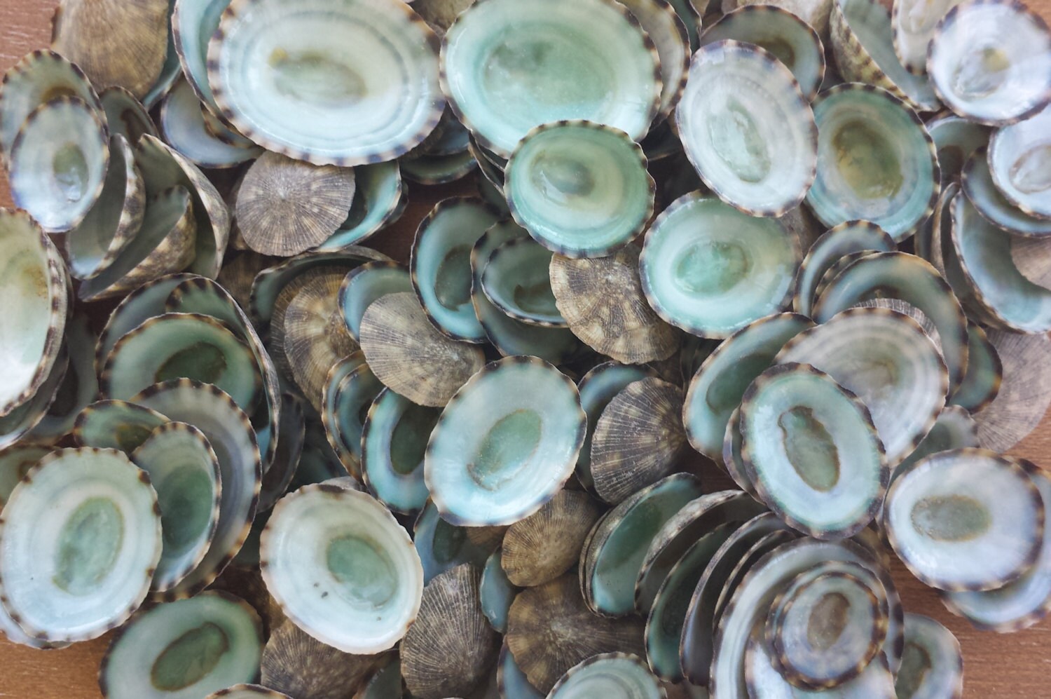 Green Limpet Shells Beach Decor Seashells Shells Craft - Etsy