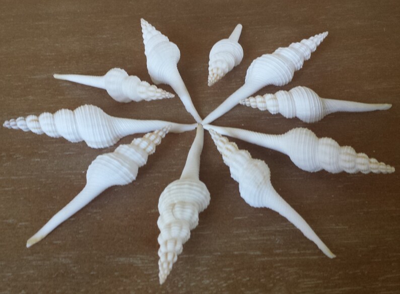 White Shells Beach Decor Seashells Shells Home Decor | Etsy