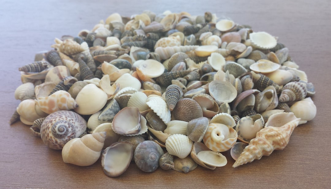 Craft Shells, Sea Shells, Tiny Shells, Small Shells, Beach Decor ...